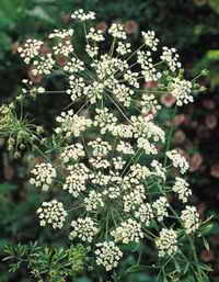 Wiki trend: Anason Yetiştiriciliği - Anason Üretimi