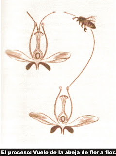 La polinización: un servicio del ecosistema ~ EL APICULTOR PATAGONICO