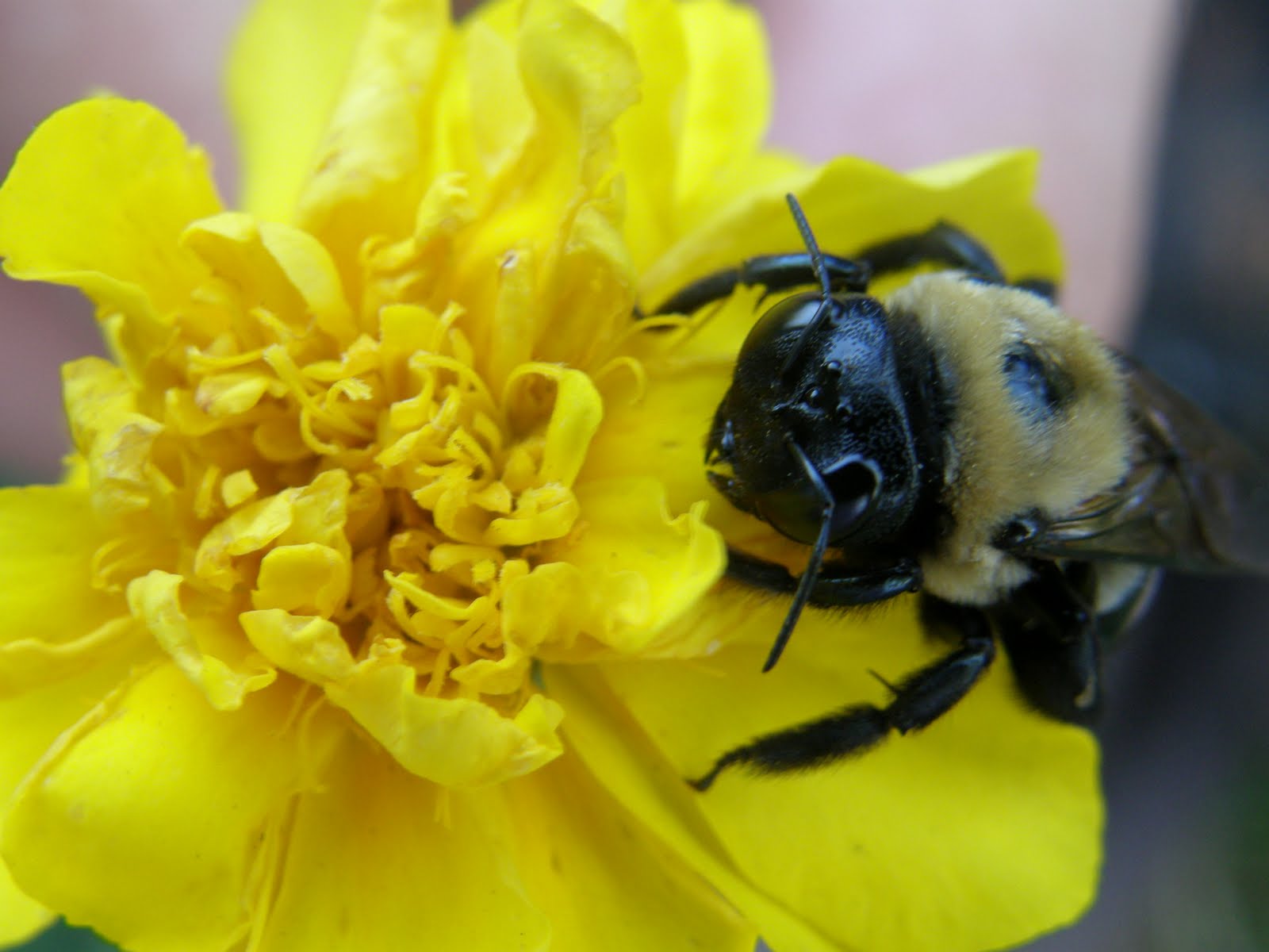 The Blessings Pour Out: Nature Study Tuesday---Bee-utiful Bees