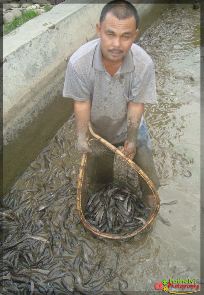 Panen Lele ~ fathelvi's blog