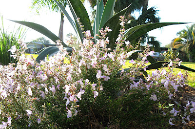 1003 Gardens: Conradina grandiflora, Scrub rosemary....this Florida ...