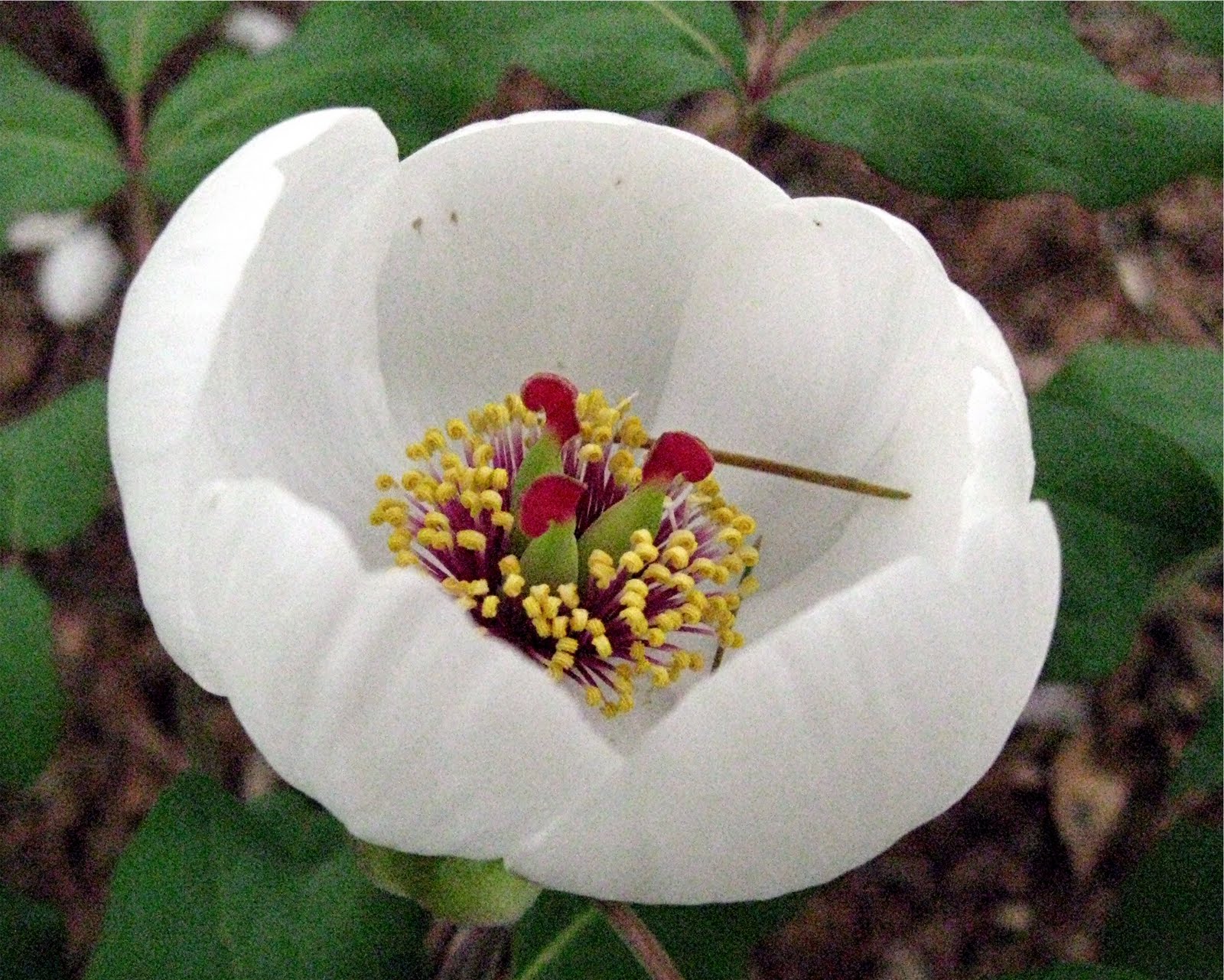 1003 Gardens: 4/11/10 - 4/18/10