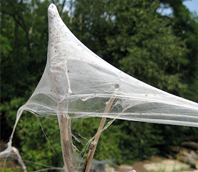 1003 Gardens: 150 foot long spider web at the Brickyard.....I wasn't ...