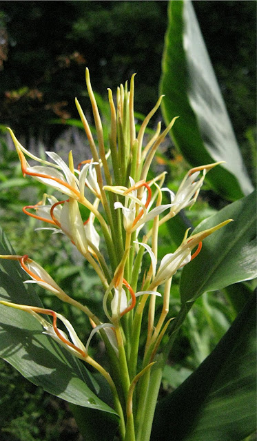 1003 Gardens: Hedychium yunnanense just started flowering at the top of ...