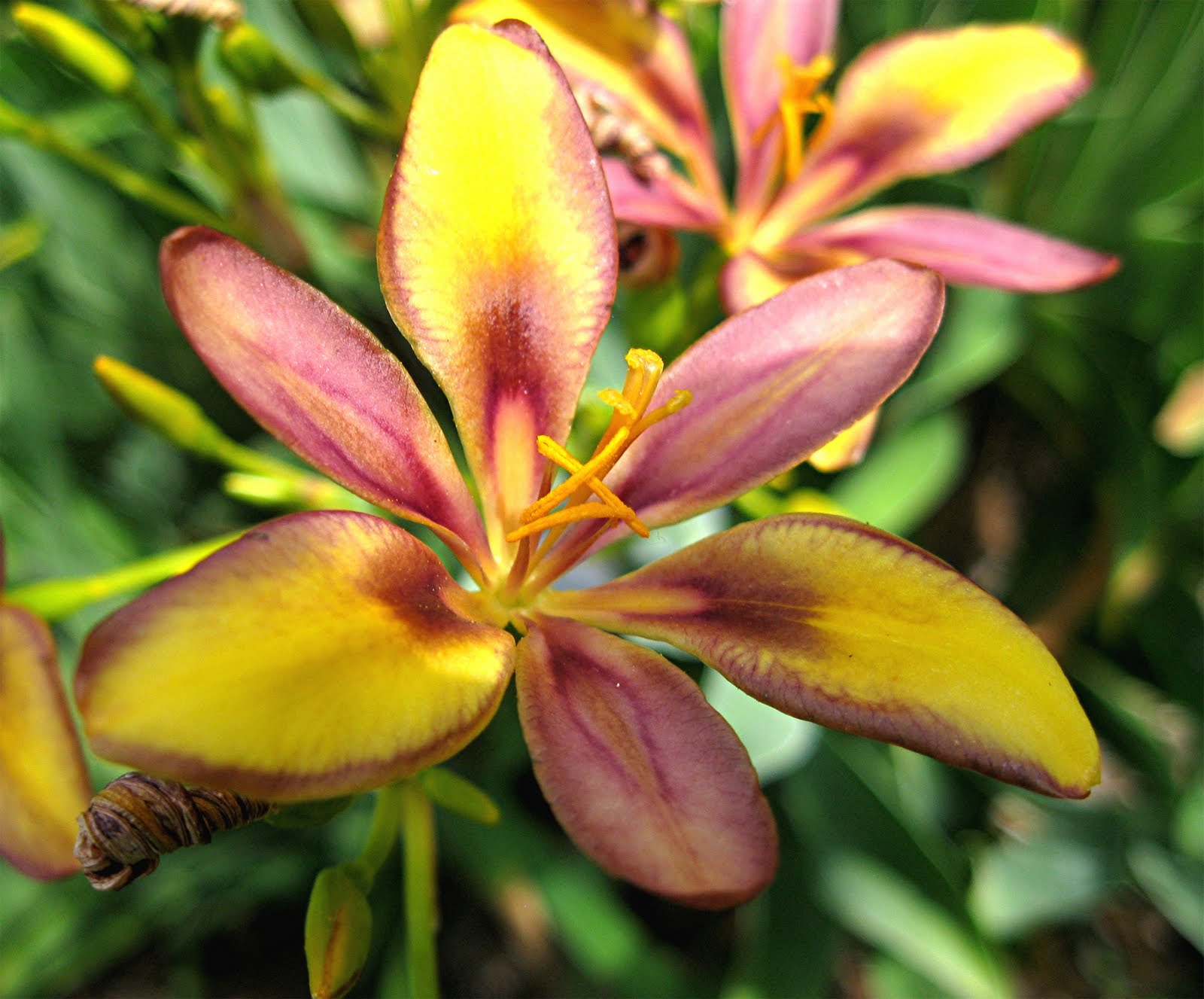 1003 Gardens: Candy Lily, Pardancanda norissii: whatever you call them ...