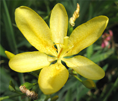1003 Gardens: Candy Lily, Pardancanda norissii: whatever you call them ...
