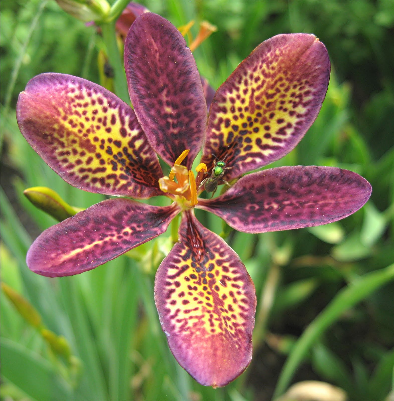 1003 Gardens: Candy Lily, Pardancanda norissii: whatever you call them ...