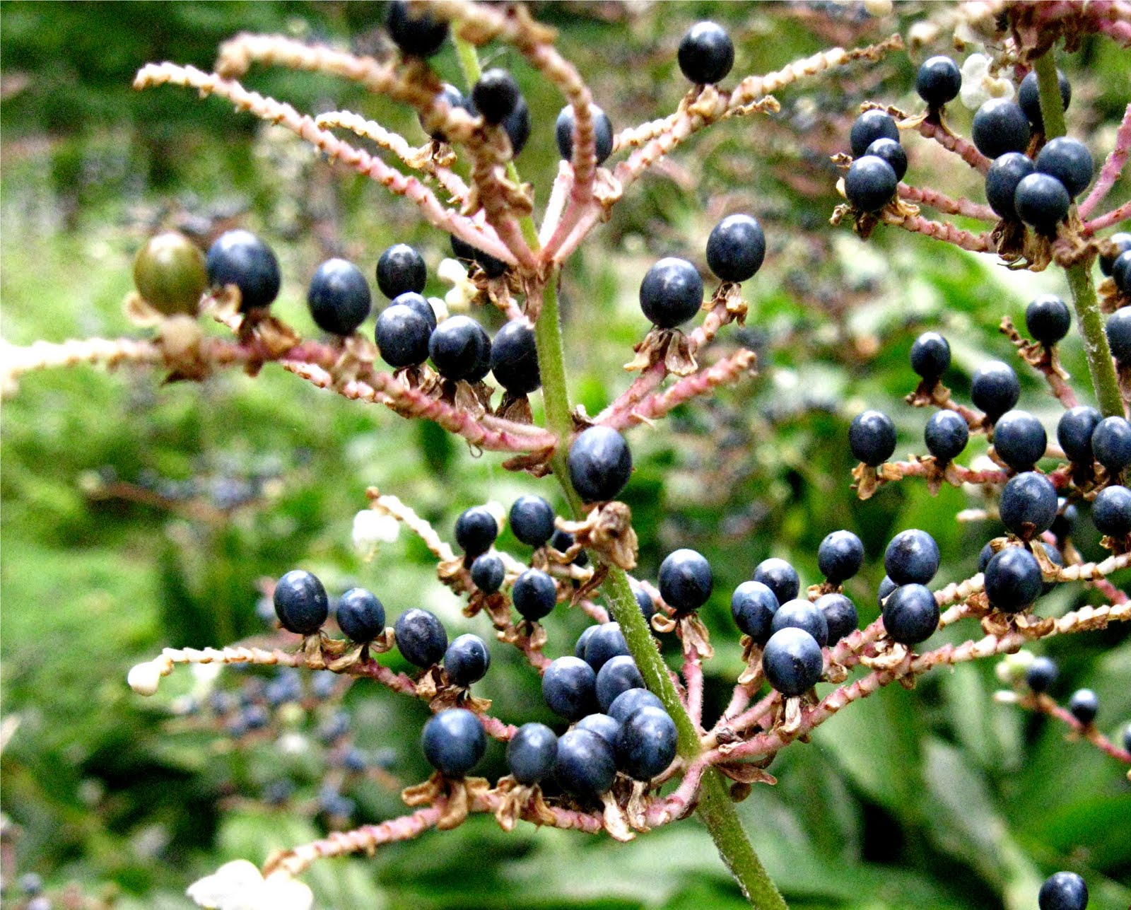 1003 Gardens: Pollia japonica, a great Commelinaceous plant