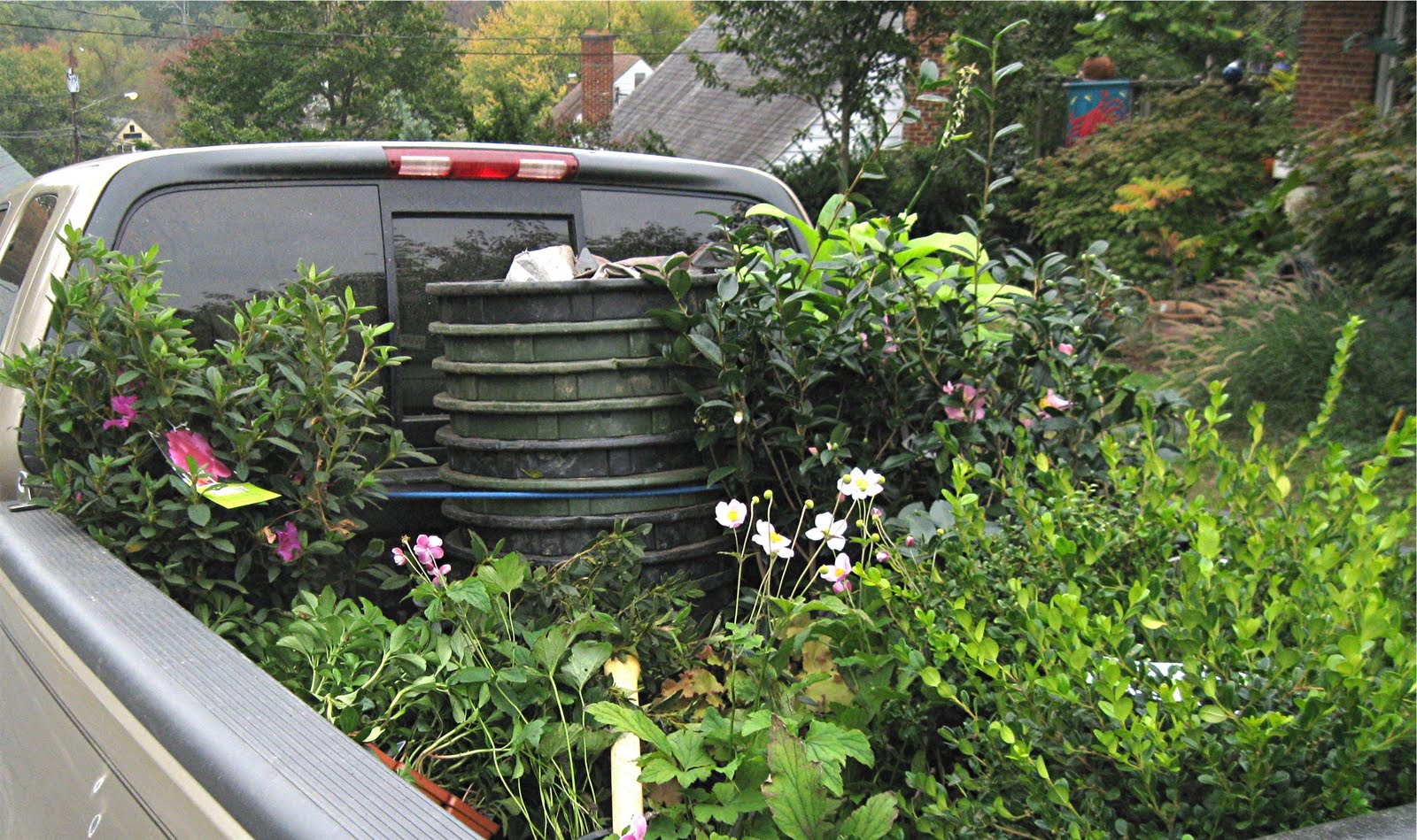 1003 Gardens: 10/17/10 - 10/24/10