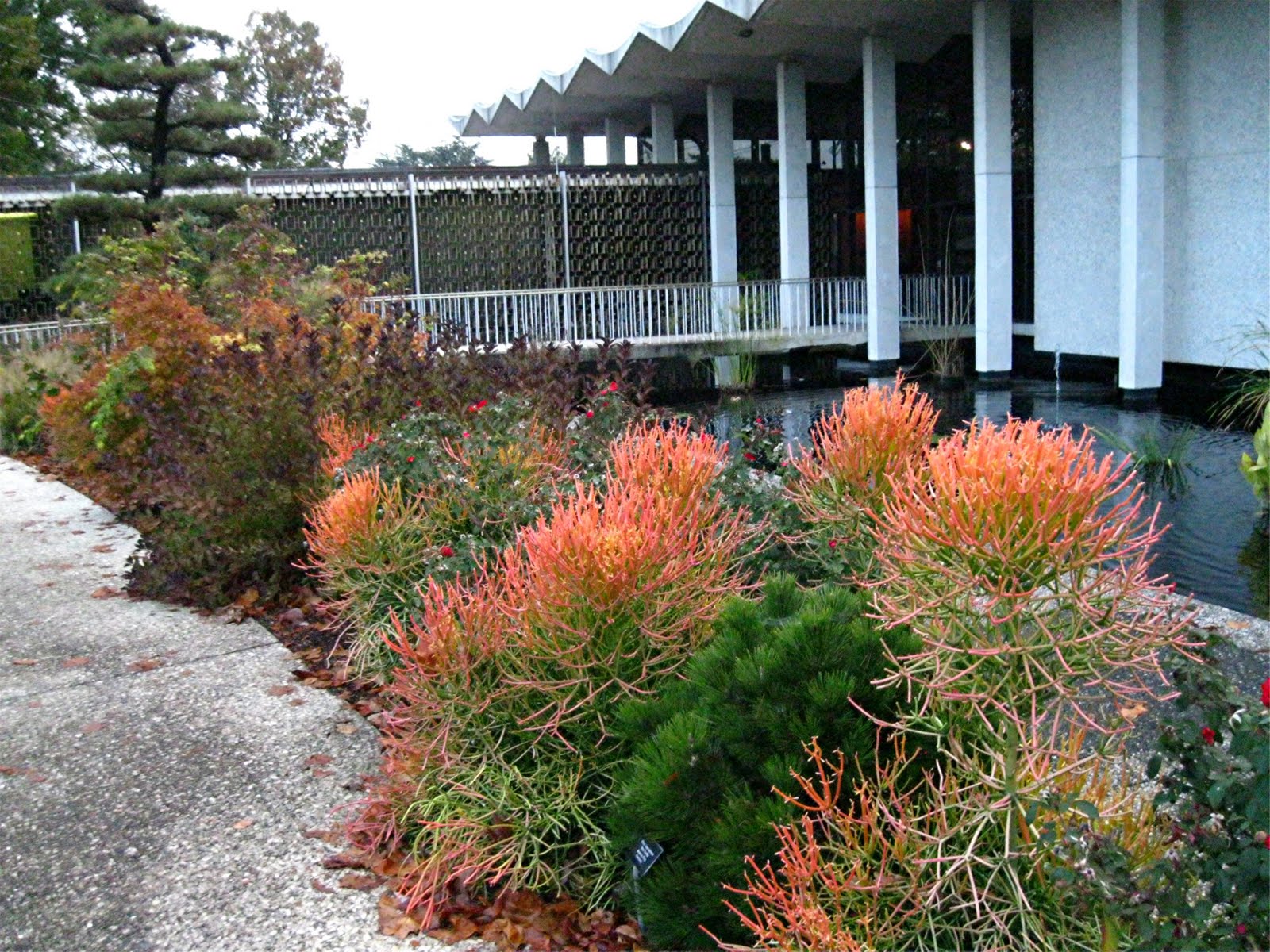 1003 Gardens: Euphorbia tirucalli 'Fire Sticks' in front of the ...