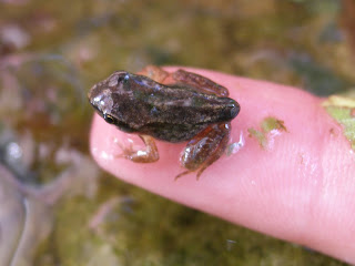 Dnevnik male žabice