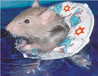 Security - The Global Perspective: Haz The Drowning Rat? - PulledPork 0 ...