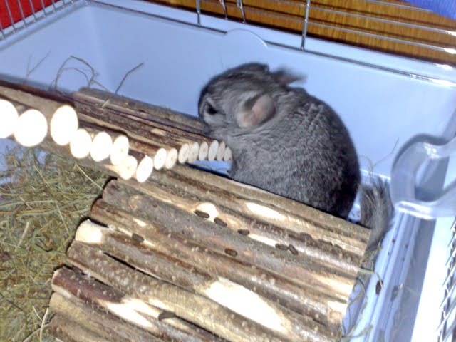 Orange Toothy: Chinchilla - Cip