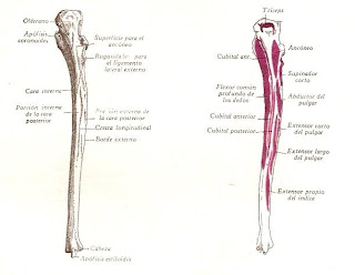 ANATOMÍA Y BIOLOGÍA: Miembros torácicos 7