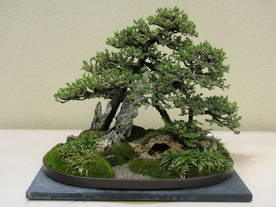 Linda Letters:: The Pacific Rim Bonsai Collection