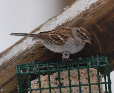 GeoEcology: Chipping Sparrow endures Ohio winter...