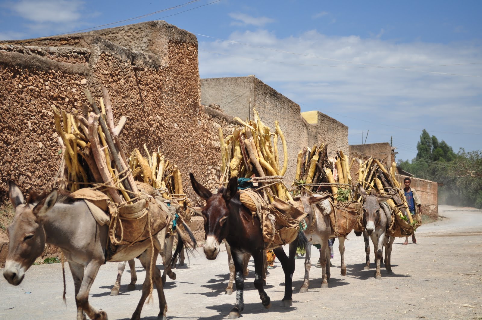 Travel Scars: Harar Part I: Chat Culture