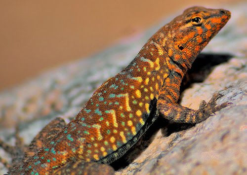 BG I: Curiosidades sobre Lagartos