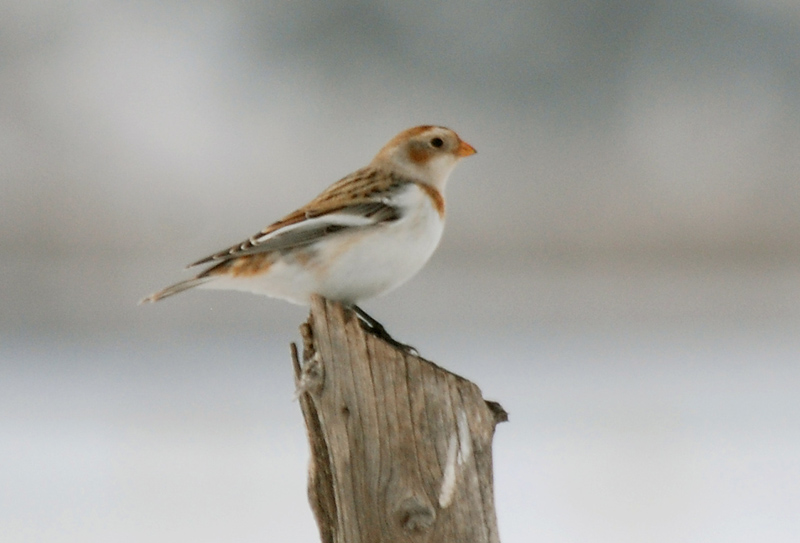 Utah Birders | Birding Blog, Utah Birds, Utah Birding, Utah Bird ID ...