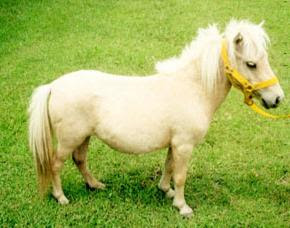 Ponis bonitos - Imagui