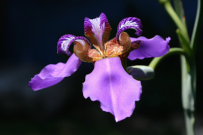 IPSIS PHOTOS: FALSA-IRIS-AZUL