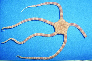 OFIURÓIDES DE PERNAMBUCO