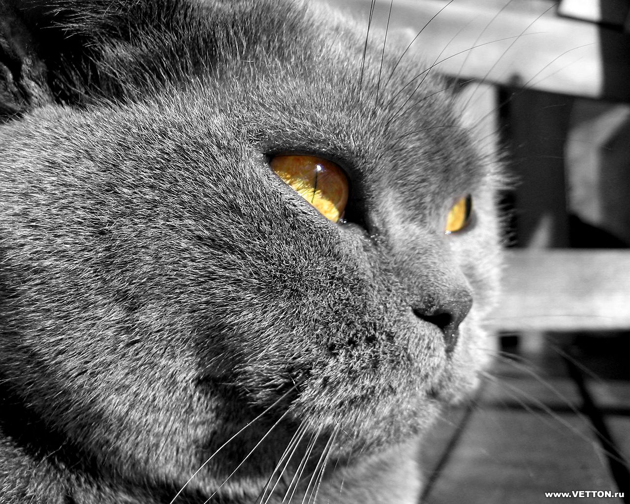 Fondos De Escritorio: Gatito