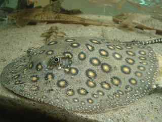 Tobas Qom: Raya de río