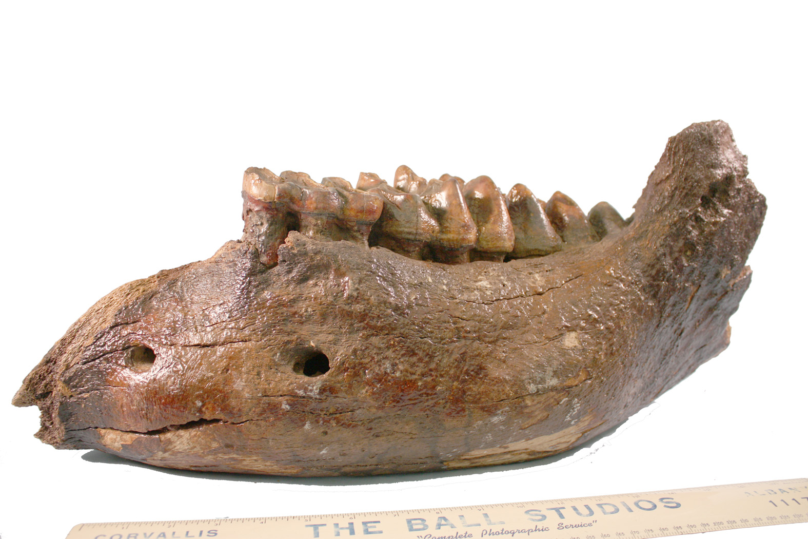 Benton County Museums: Oreodont skull & Mastadon jaw