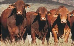 Cara Beternak Sapi - how to breed cows