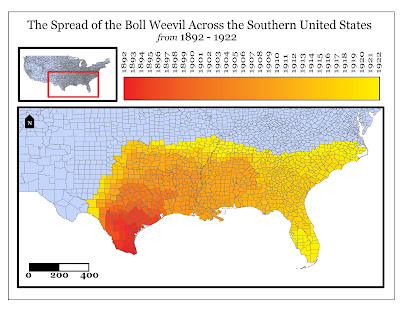 You Are Here X: Boll Weevil Infestation!
