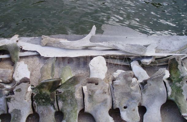 DITEMUKAN!! Ikan aneh bentuk GAJAH!! Alias Trunko (Gajah Mina) | ASAL BLOG