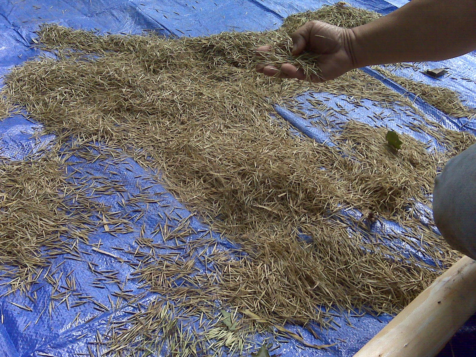Mi Local Foodbeet: Manoomin