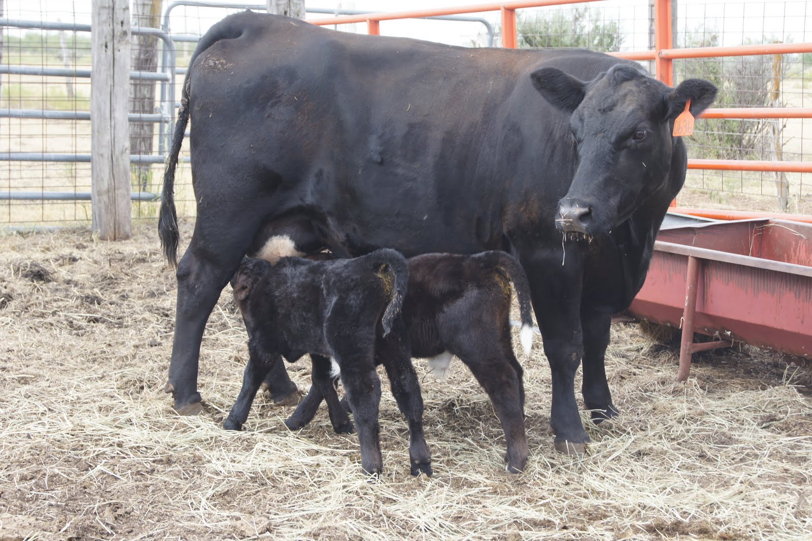 Oklahoma Rural Living: Twin Calves - Zack and Cody