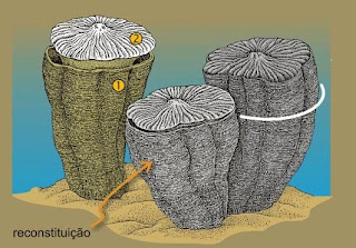 GEO-ELVAS: Fósseis, os Rudistas da Orla Mesocenozóica