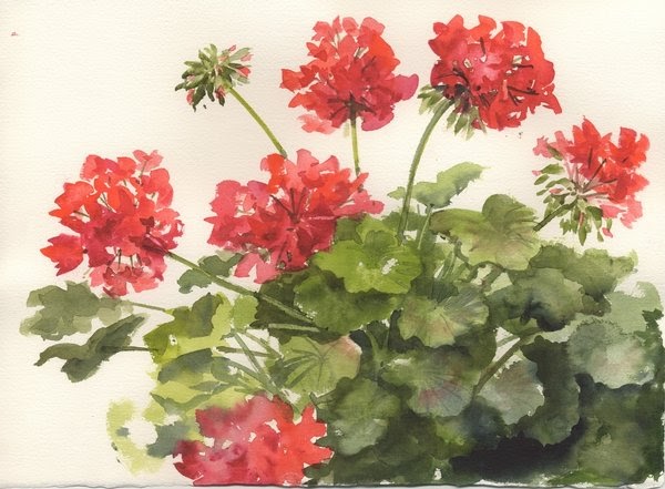 Susie Short's Watercolor Splashes & Splatters: Painting Geraniums ...