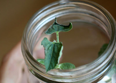 weelife: Bean Sprout Project