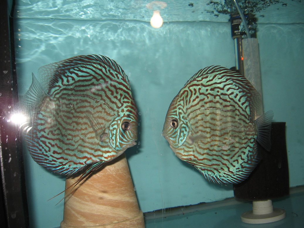 Discus: Mes Nouveaux Giant Flora Turquoise, Lucky Tropical!!!