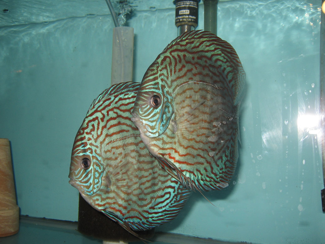 Discus: Mes Nouveaux Giant Flora Turquoise, Lucky Tropical!!!