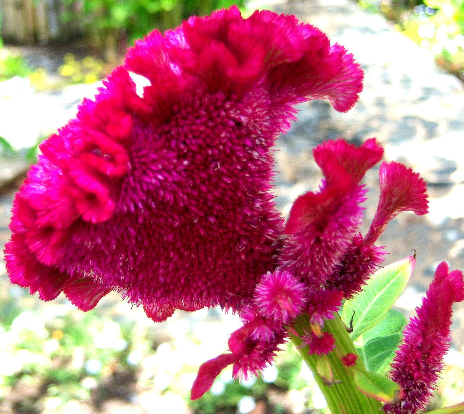 Pagua Bay ~ Dominica, West Indies: Fauna & Flora