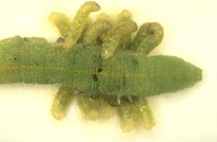 APANTELES: CONTROL BIOLOGICO DE LA MARIPOSA DE LA COL