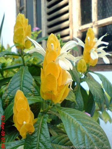 BUNGA INDAH: bunga lilin