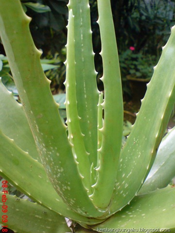 BUNGA INDAH: Bunga lidah buaya