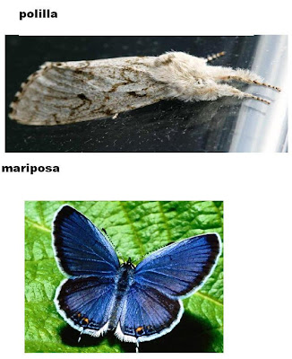 El Signo de La Espada: Diferencias entre polillas y mariposas