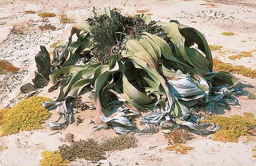 Info Dunia: Tanaman-tanaman Unik di Muka Bumi