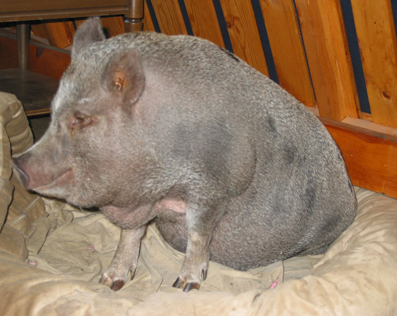 The Tennysonian Blog: The Pig That Stole My Heart