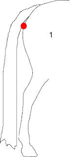 Show Ring Ready: Banging the Tail