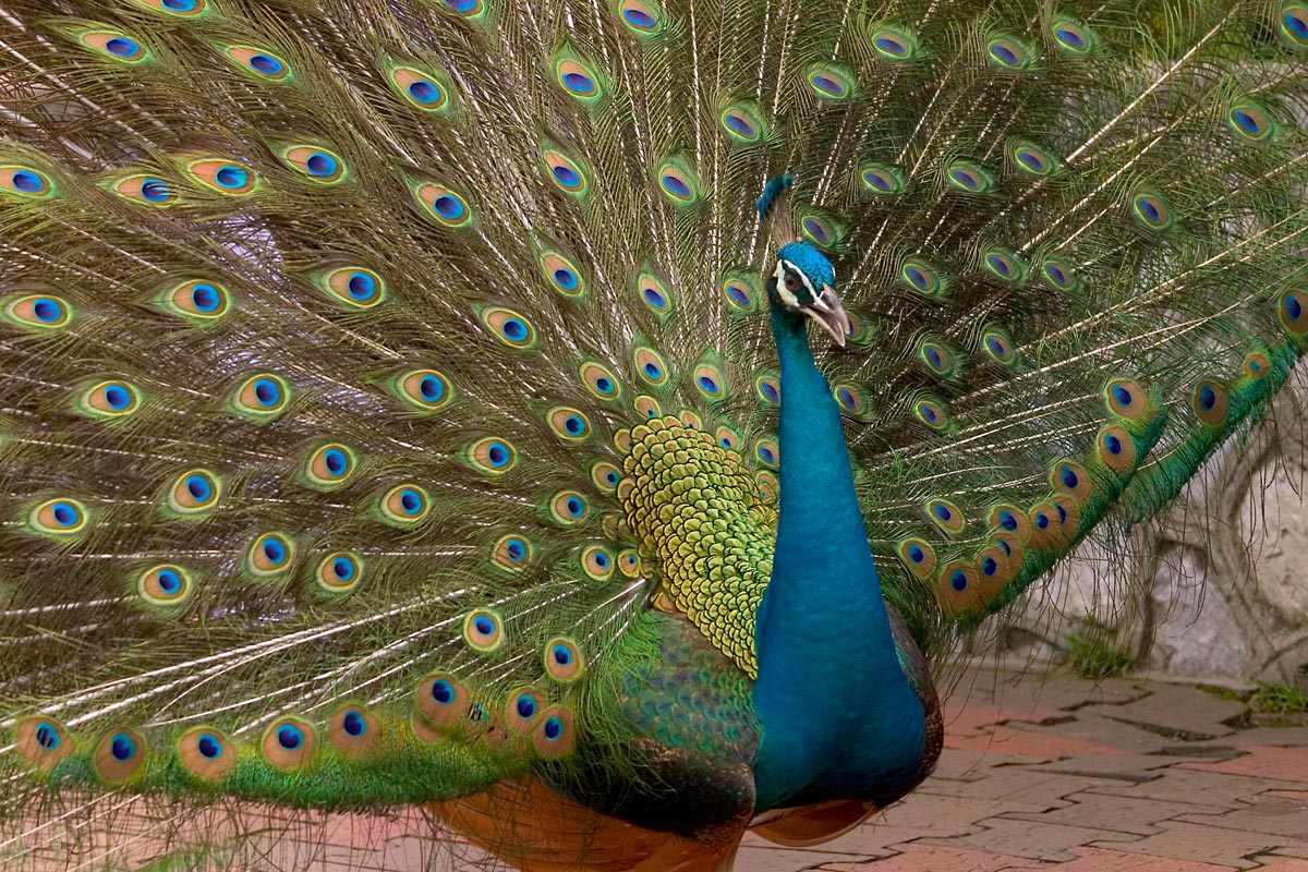 The wild life Animals: The Peacock