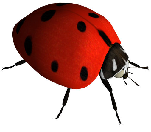 Just a day in the life of LilacEarthFire: Help Save the Ladybugs!!