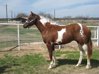 Childs Performance Horses: STALLIONS